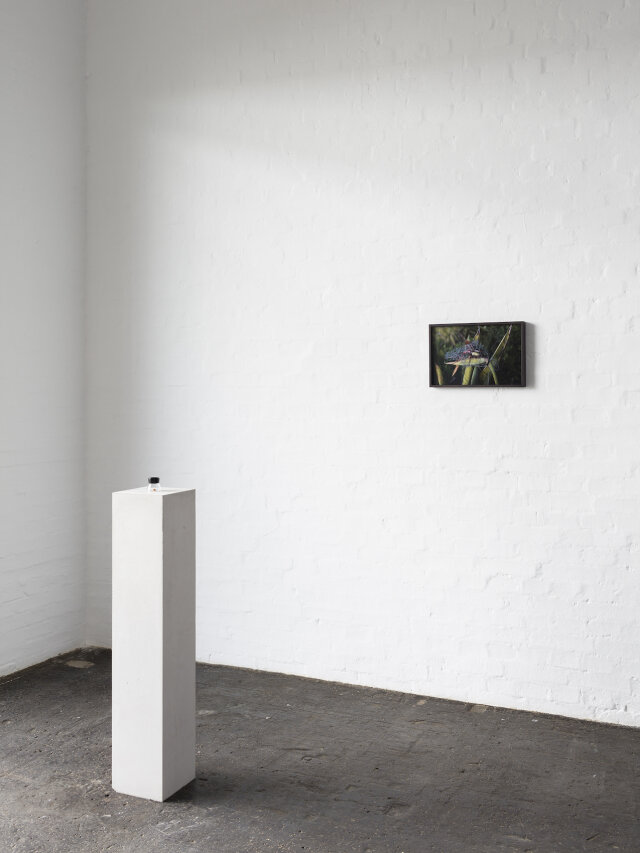 Kunst Halle Sankt Gallen • Uriel Orlow • Theatrum Botanicum